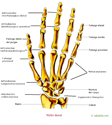 radiologia